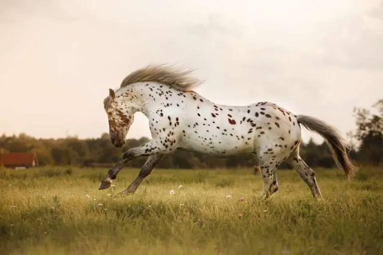 The World's 26 Most Unusual & Rare Horse Colors & Patterns