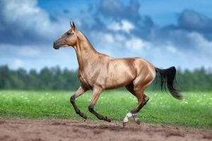 The World's 26 Most Unusual & Rare Horse Colors & Patterns