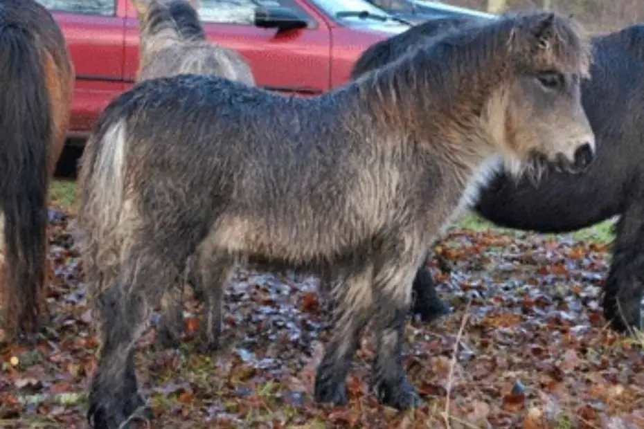 The World's 26 Most Unusual & Rare Horse Colors & Patterns