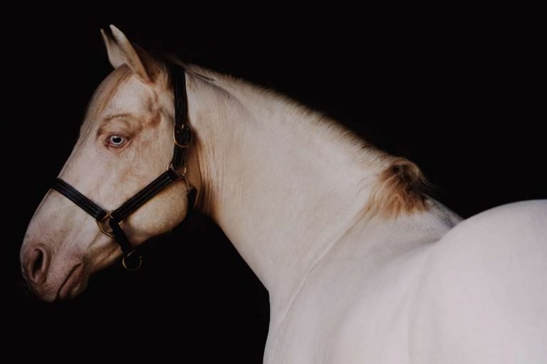 The World's 26 Most Unusual & Rare Horse Colors & Patterns