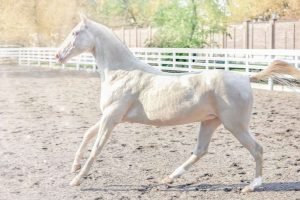 The World's 26 Most Unusual & Rare Horse Colors & Patterns