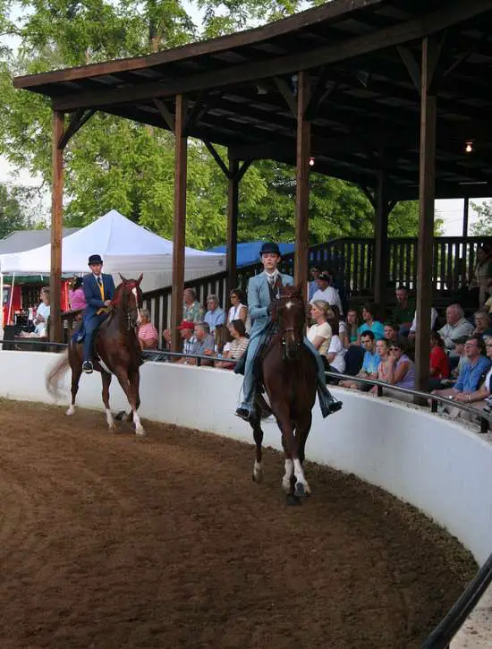 58 Horse Disciplines: Discover a World of Equestrian Sports!