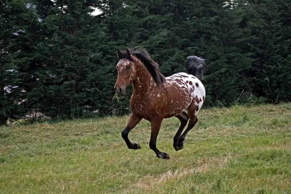 The World's 26 Most Unusual & Rare Horse Colors & Patterns