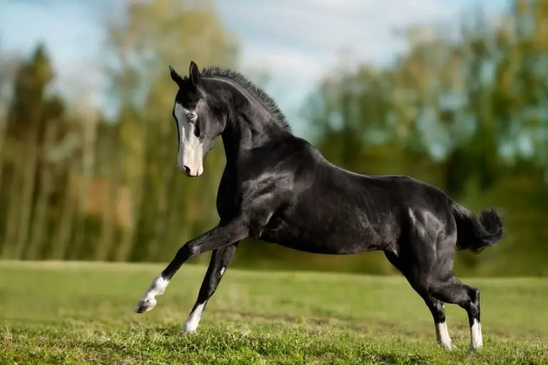 The World's 26 Most Unusual & Rare Horse Colors & Patterns