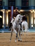 58 Horse Disciplines: Discover a World of Equestrian Sports!