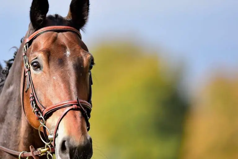 Colors Horses Can See: How the World Looks to Horses!