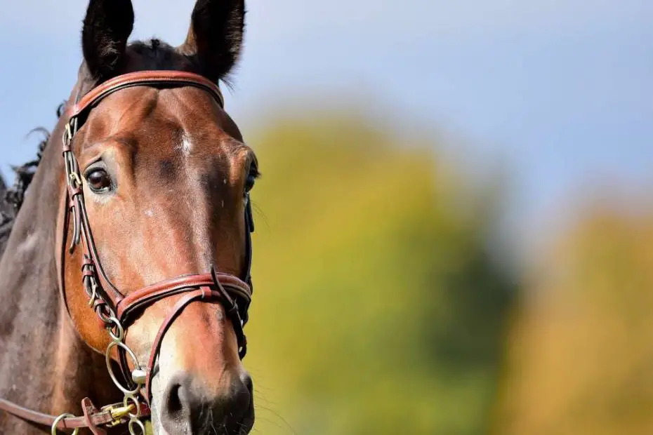 Colors Horses Can See: How the World Looks to Horses!