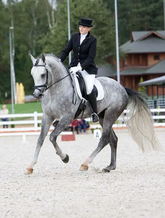 58 Horse Disciplines: Discover a World of Equestrian Sports!