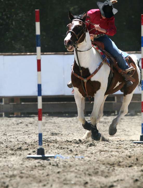 58 Horse Disciplines: Discover a World of Equestrian Sports!