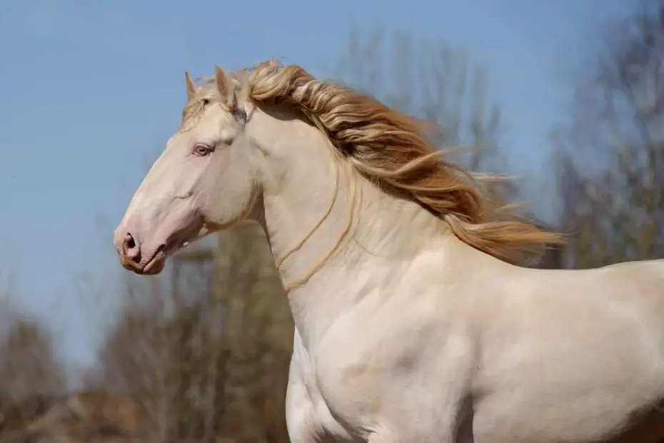 The World's 26 Most Unusual & Rare Horse Colors & Patterns