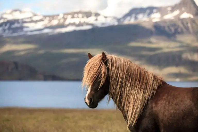 The World's 26 Most Unusual & Rare Horse Colors & Patterns