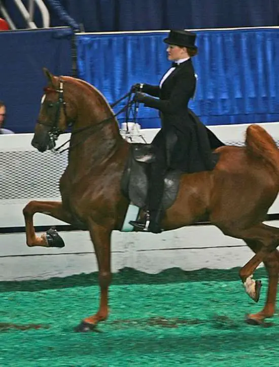 58 Horse Disciplines: Discover a World of Equestrian Sports!