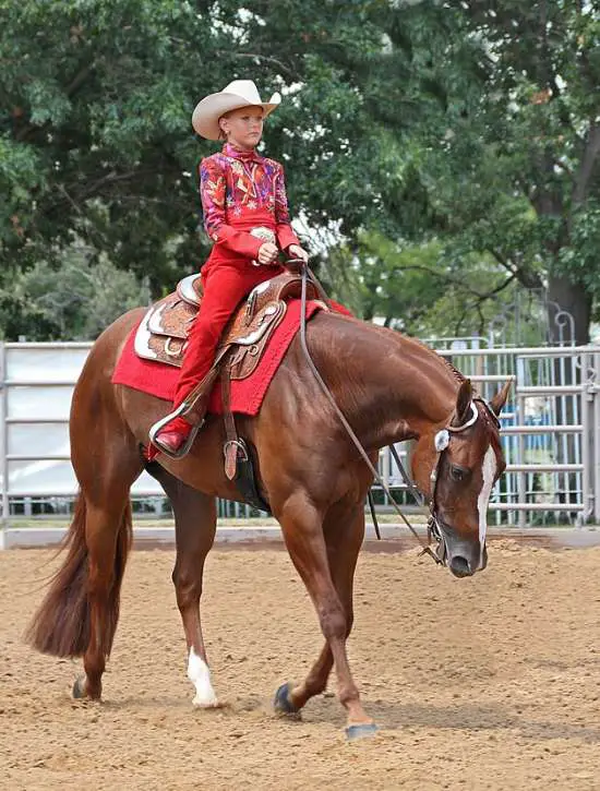 58 Horse Disciplines: Discover a World of Equestrian Sports!