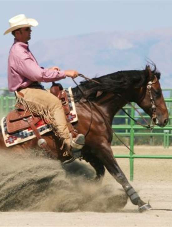 58 Horse Disciplines: Discover a World of Equestrian Sports!