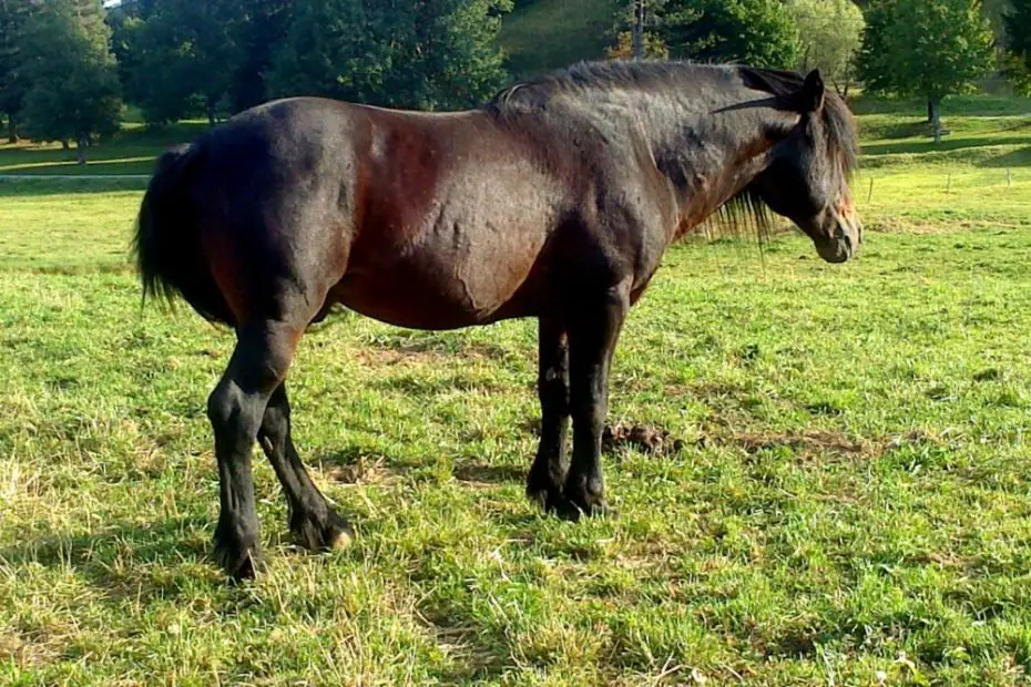 Cob Horses: What They Are Explained!