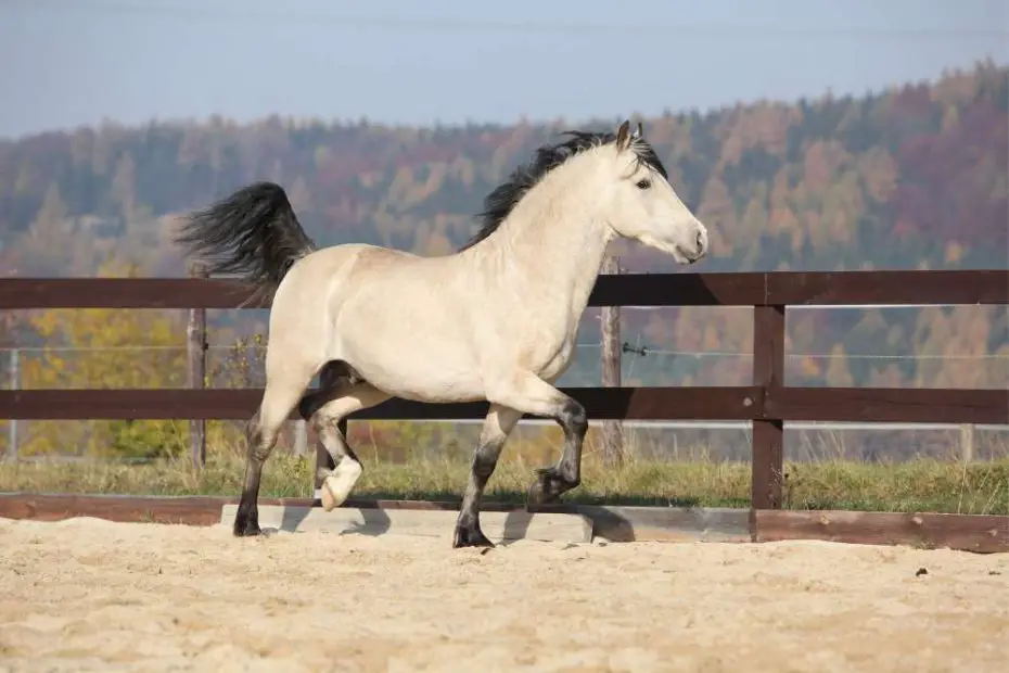 Cob Horses: What They Are Explained!