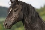 Cob Horses: What They Are Explained!