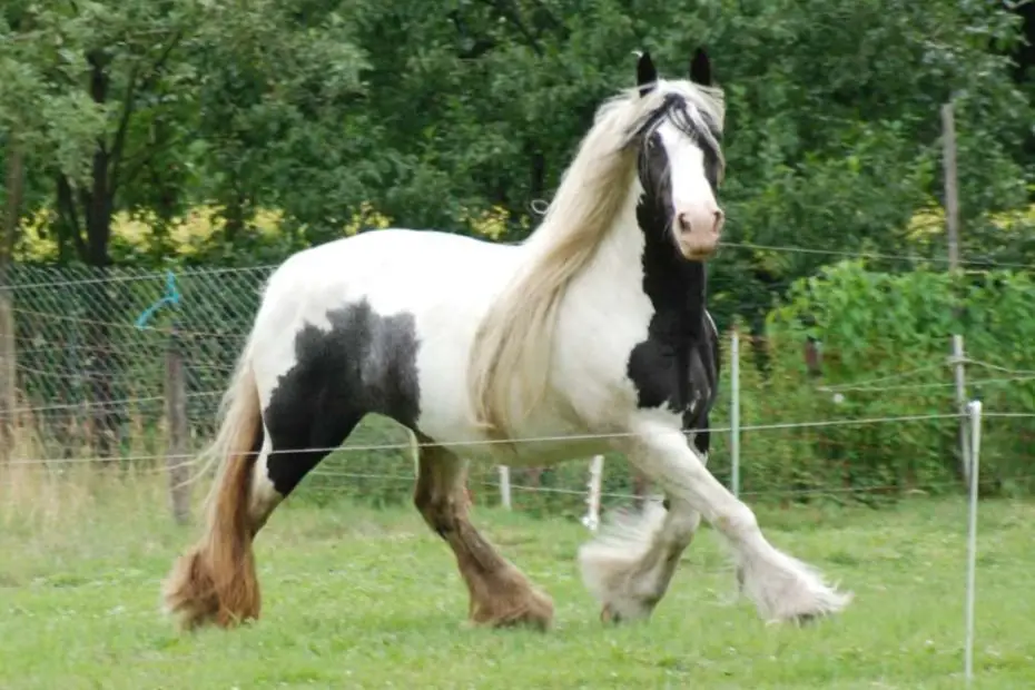 Cob Horses: What They Are Explained!