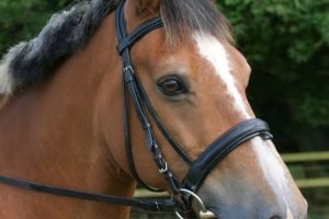 Cob Horses: What They Are Explained!