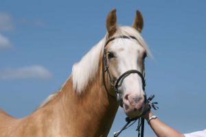 Cob Horses: What They Are Explained!