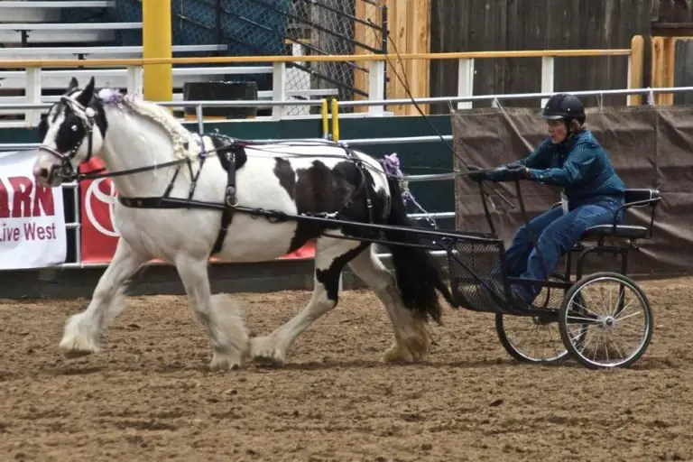 Cob Horses: What They Are Explained!