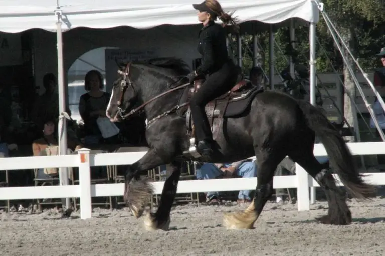 Cob Horses: What They Are Explained!