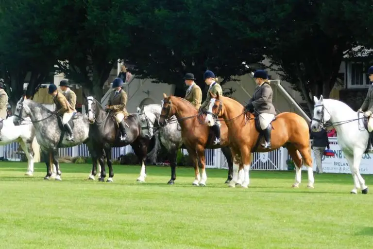 Cob Horses: What They Are Explained!