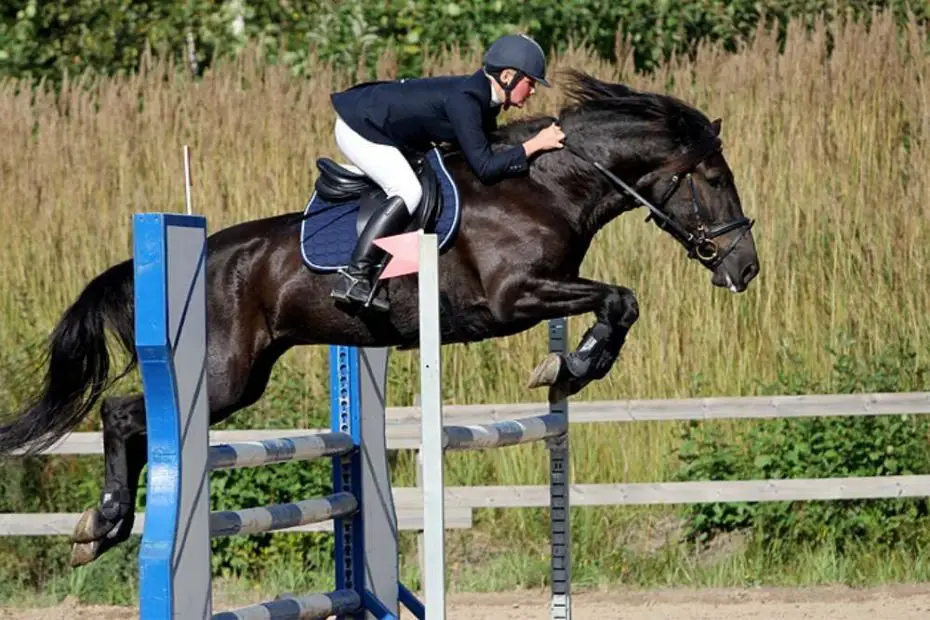 Cob Horses: What They Are Explained!