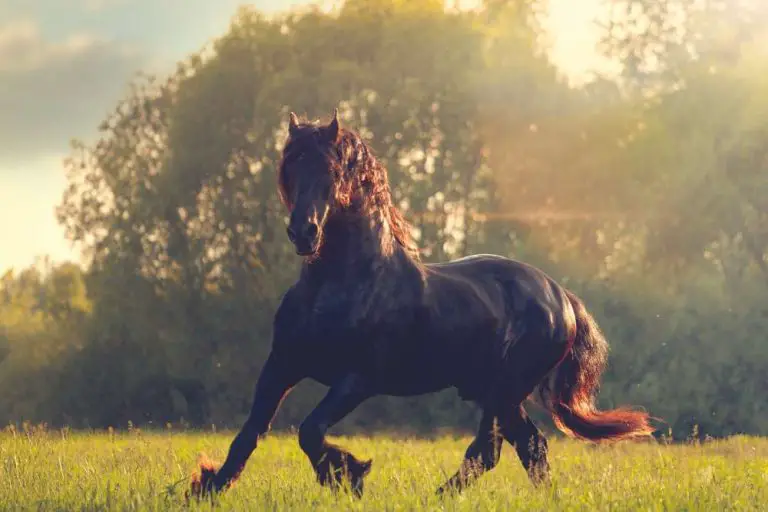 Complete Guide To Baroque Horses: The Epitome of Elegance