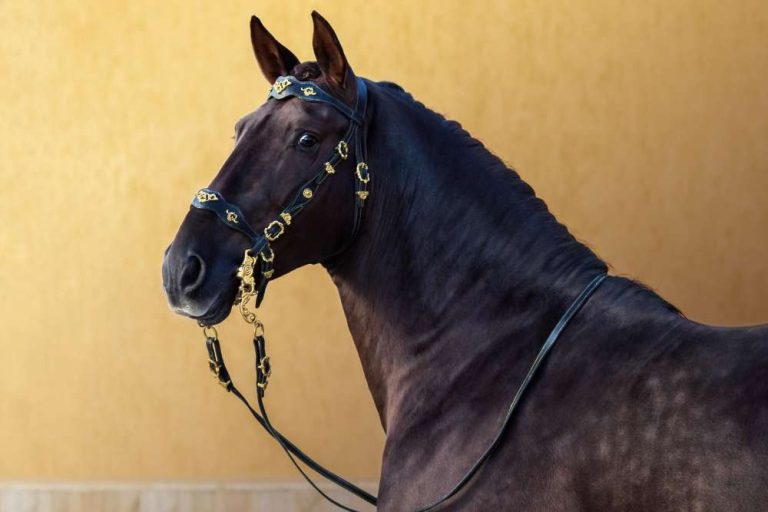 Complete Guide To Baroque Horses: The Epitome of Elegance
