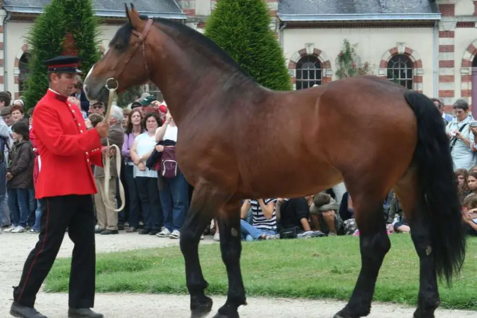 Cob Horses: What They Are Explained!