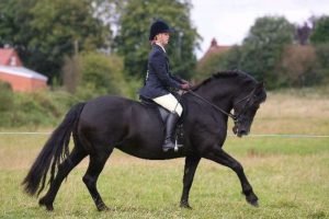 Cob Horses: What They Are Explained!