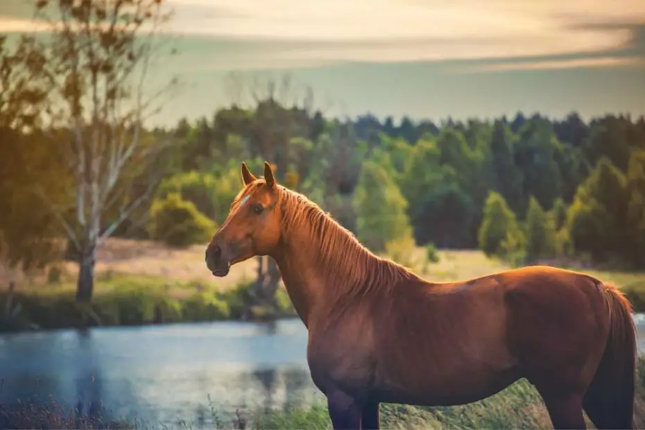 Galloping into Adventure: My Top 12 Novels About Horses