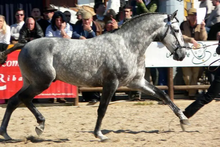 Lusitano Horses: Horse Breed Information