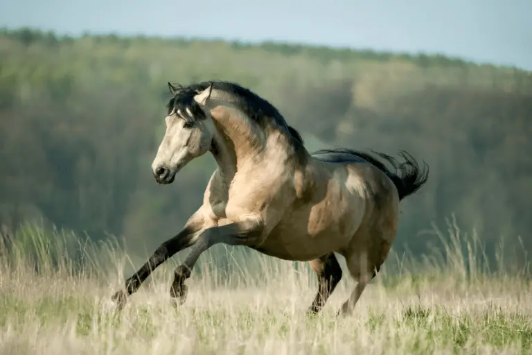 Lusitano Horses: Horse Breed Information