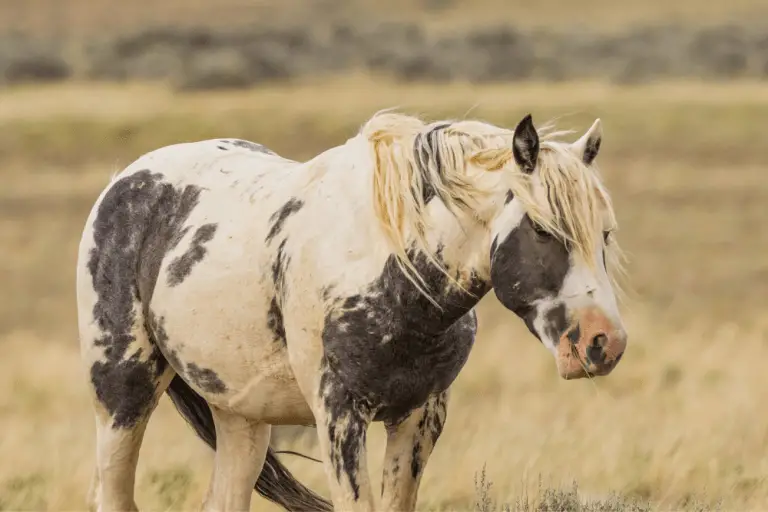 Mustang Horses: Horse Breed Information