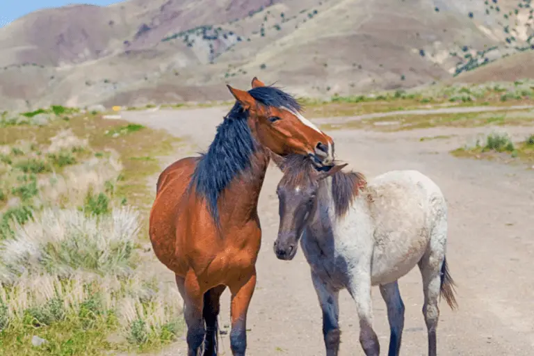 Mustang Horses: Horse Breed Information