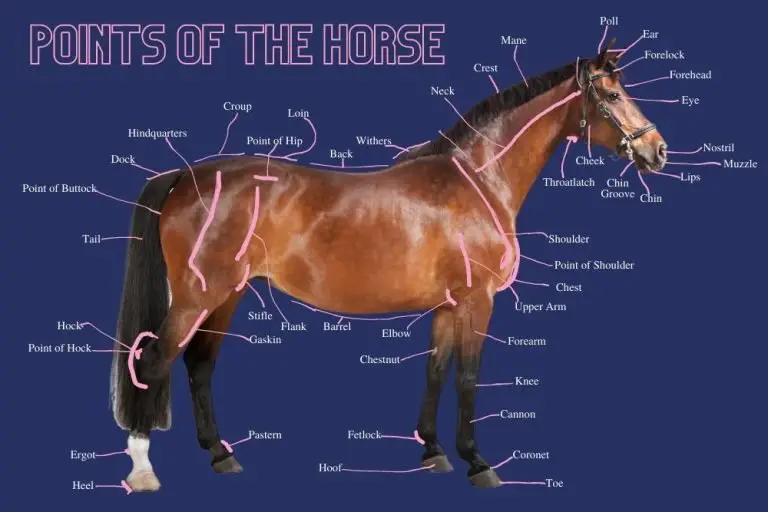 Parts of the Horse (A Look At External Equine Anatomy)