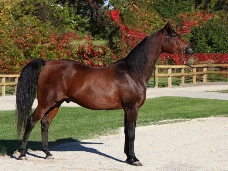 Complete Guide to Horse Withers And Problems