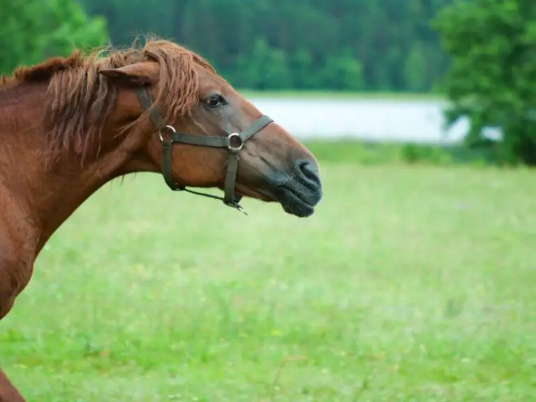Common Mistakes To Avoid When Approaching a Horse