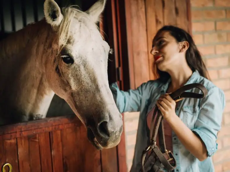 How To Approach A Horse (Horse Handling Basics)