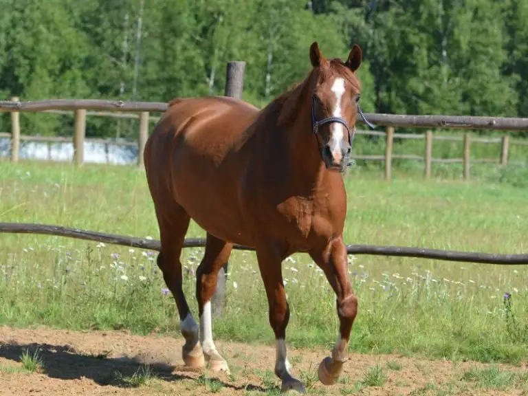 How To Train A Horse To Come When Called And Be Caught Easily