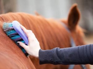 Essential Horse Grooming Tools (Basics Of Grooming Horses)