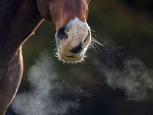 Horses Hair: 19 Amazing Facts About Equine Hair