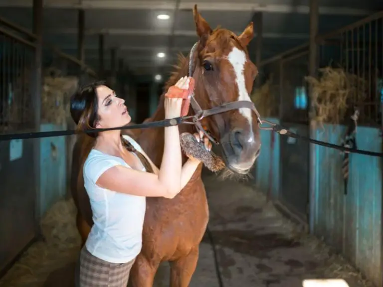 Essential Horse Grooming Tools (Basics Of Grooming Horses)