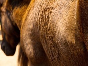 Horses Hair: 19 Amazing Facts About Equine Hair