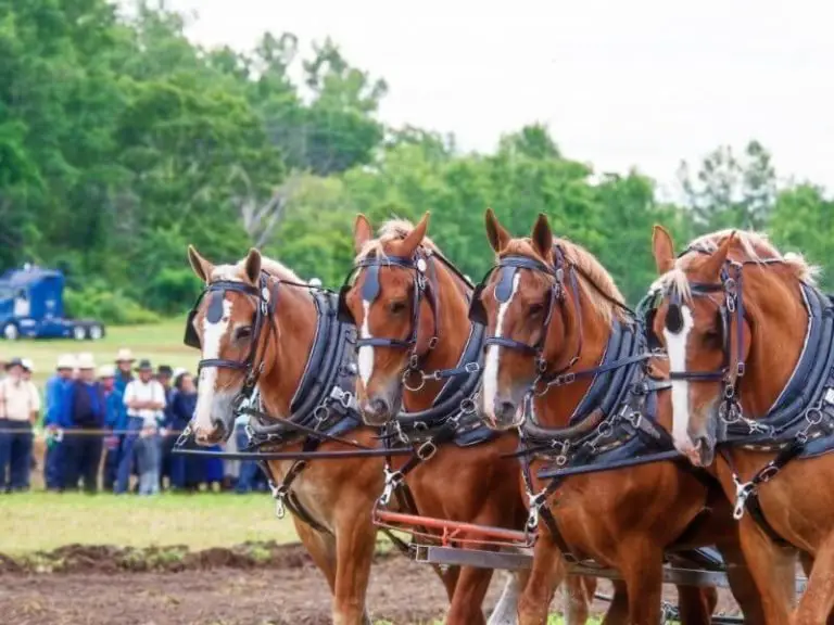17 Work Horses: Breeds Still At It Today!