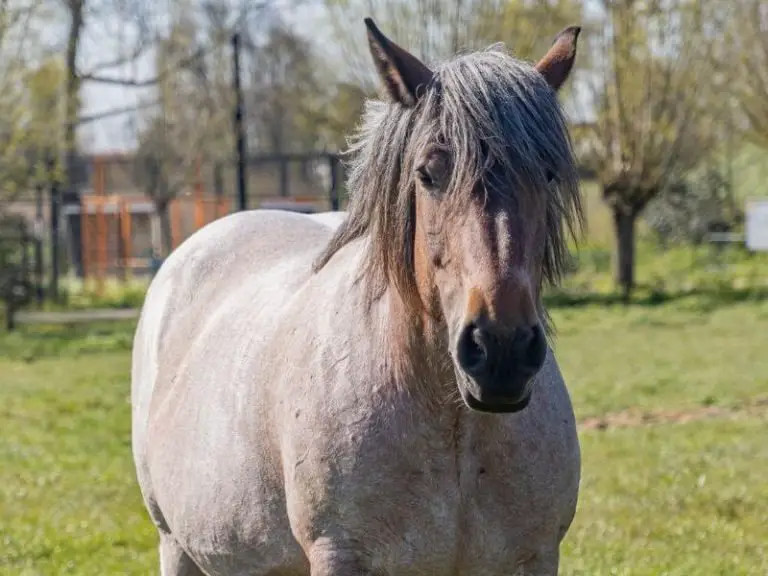 17 Work Horses: Breeds Still At It Today!