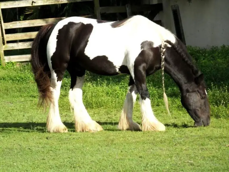 17 Work Horses: Breeds Still At It Today!