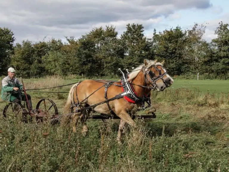17 Work Horses: Breeds Still At It Today!